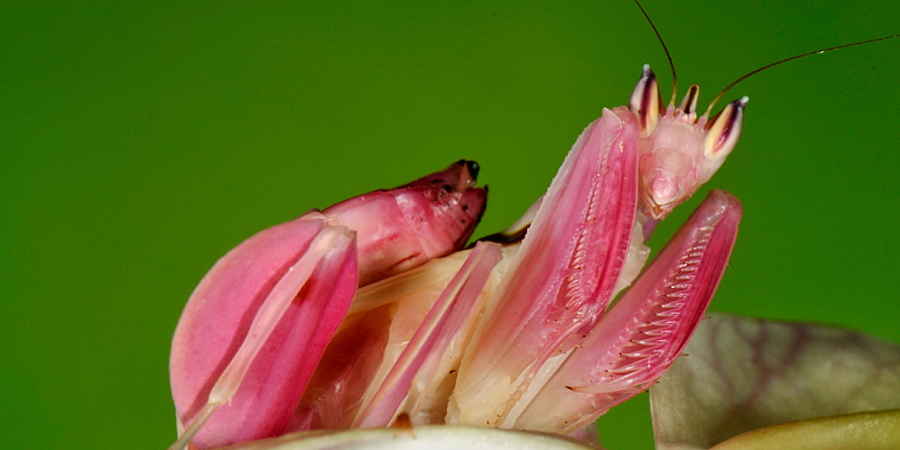 L'inganno della mantide orchidea