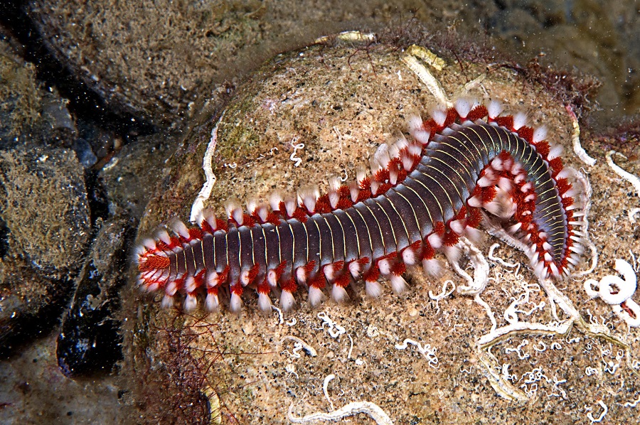 Vermocane Hermodice Carunculata